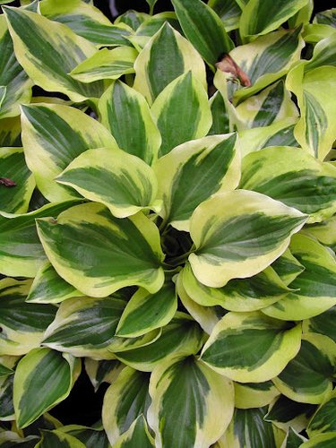 Hosta 'Grand Prize' | plant lust