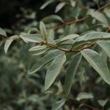 Elaeagnus 'Quicksilver' | Russian Olive | plant lust