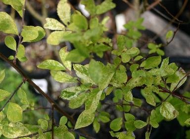 Salix gracilistyla 'Variegata' | Salix gracilistyla variegata ...