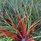 Fascicularia bicolor subsp. caniculata | Fascicularia bicolor | plant lust