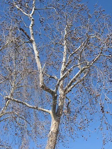 Platanus racemosa | Aliso | California Planetree | California Sycamore ...