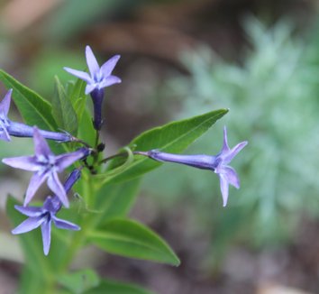 Rhazya from multiple nurseries on Plant Lust