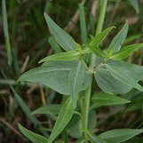 Centranthus ruber | Centranthus ruber 'Pretty Betsy' | Jupiter's Beard ...