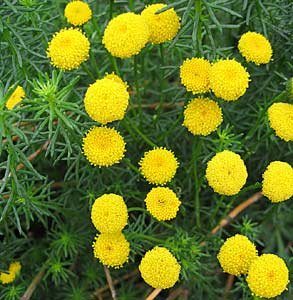 Chrysocoma coma-aurea | Chrysocoma coma-aurea 'Goldilocks' | Shrub ...