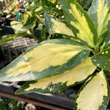 Aucuba japonica 'Picturata' | Japanese Aucuba | Japanese Laurel ...