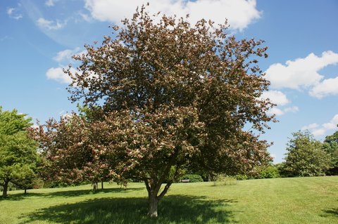 Malus x moerlandsii 'Profusion' | Malus 'Profusion' | Profusion ...
