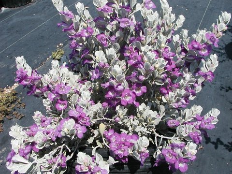 Leucophyllum frutescens 'Convent' | Convent Sage Cenizo | plant lust