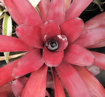 Neoregelia from multiple nurseries on Plant Lust