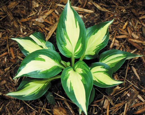 Hosta 'Ann Kulpa' | | plant lust