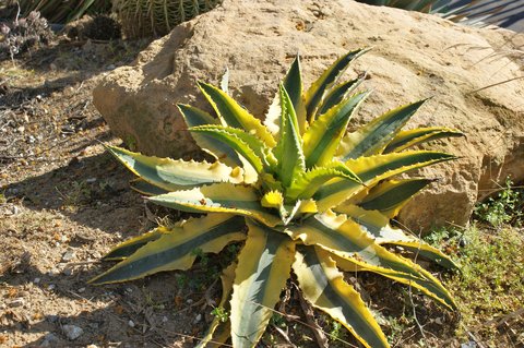 Agave 'Cornelius' | Agave americana 'Cornelius' | Agave americana ...