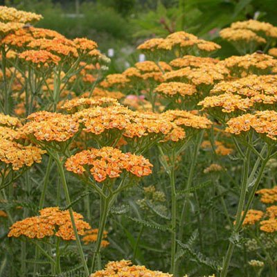 Achillea 'Terracotta' | Achillea x millefolium 'Terra Cotta' | Terra ...