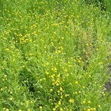 Helenium aromaticum | Cephalophora aromaticum | Graemia aromaticum ...