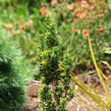 Taxus baccata 'Green Column' | Green Column Dwarf Yew | plant lust