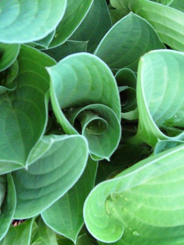 Hosta 'Popo' | | plant lust
