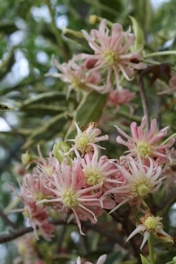 Illicium floridanum 'Shady Lady' | Purple Anise | Shady Lady Variegated ...
