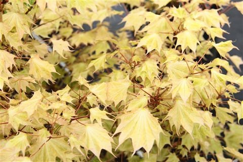 Acer pictum 'Usugumo' | Acer pictum subsp. mono 'Usugumo' | Usugumo ...