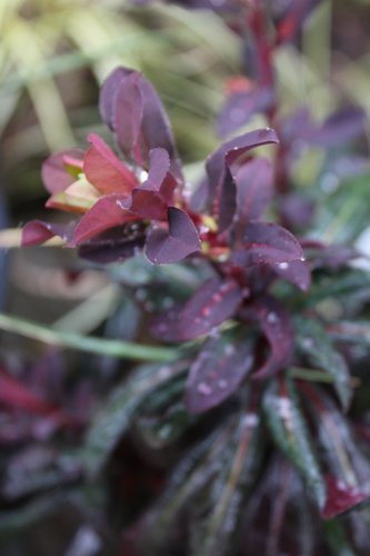 Euphorbia amygdaloides Ruby Glow™ PP22200 | Euphorbia 'Ruby Glow ...