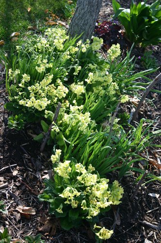 Primula veris | Primula officinalis | Primula veris 'English Cowslip ...