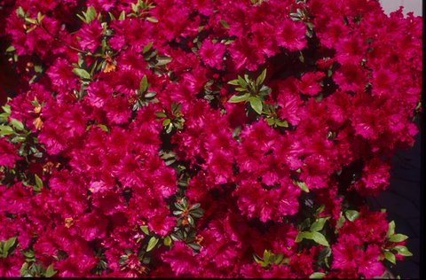 Red Wing Azalea | Azalea 'Red Bird' | Azalea 'Red Ruffles' | Azalea ...