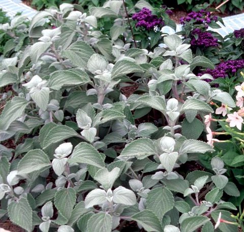 Plectranthus argentatus | Silver Plectranthus | Silver Spurflower ...