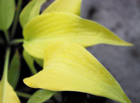 Hosta 'Prairie Moon' | | plant lust