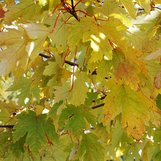 Acer x freemanii 'Marmo' | Marmo Freeman Maple | plant lust