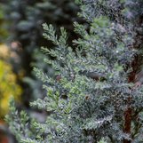 Chamaecyparis lawsoniana 'Blue Surprise' | Blue Surprise Lawson False ...