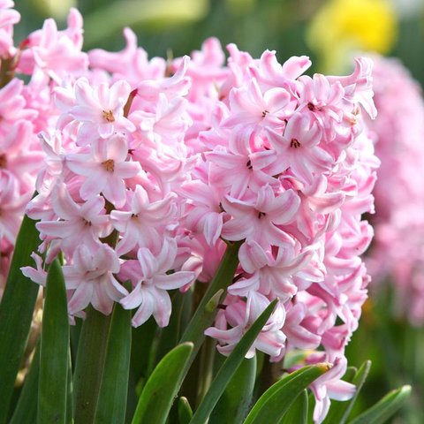 Hyacinthus orientalis 'Fondant' | Hyacinthus 'Pink Frosting ...