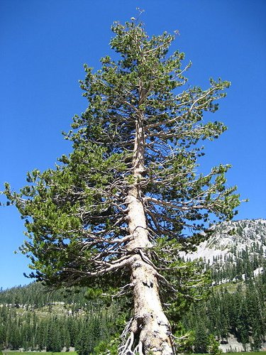 Pinus contorta var. murrayana | Pinus contorta murrayana | Pinus ...