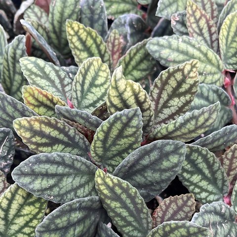 Pellionia repens var. pulchra | Pellionia pulchra | Procris repens var ...