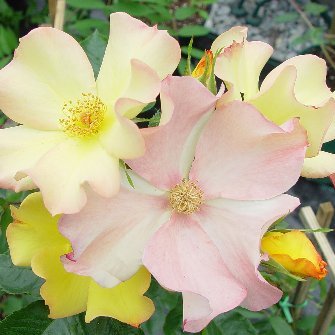 Rosa Flutterbye PP9715 | Rosa 'Flutterbye Climbing' | Rosa 'Flutterbye ...