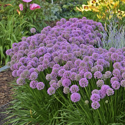 Allium 'Millennium' | Allium nutans x 'Millennium' | Allium X ...