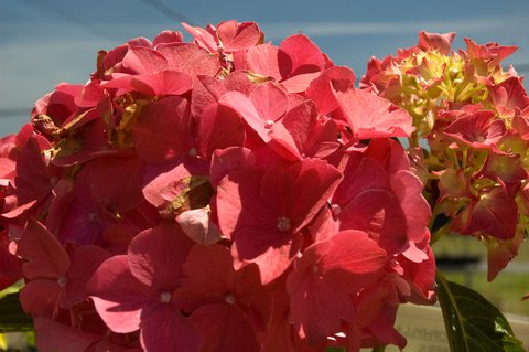 Hydrangea macrophylla 'Alpengluhen' | Hydrangea 'Alpengluhen ...