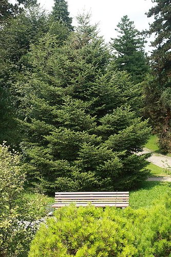 Abies holophylla | Manchurian Fir | plant lust