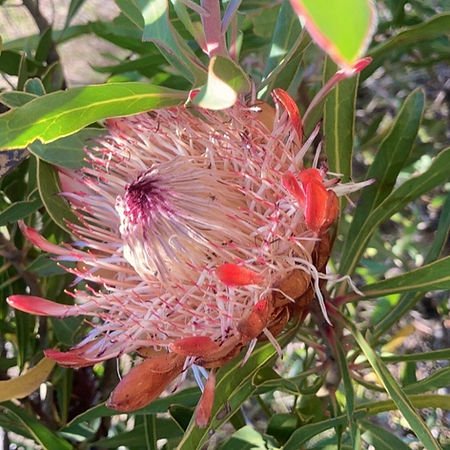 Protea susannae | Stinkleaf Sugarbush | plant lust