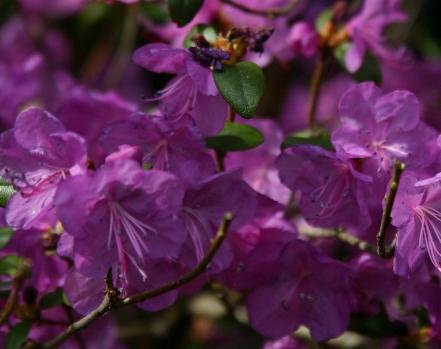 Rhododendron 'PJM' | | plant lust