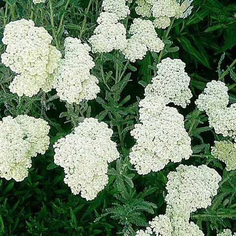 Achillea Anthea™ | Achillea 'Anthea' | Anblo Yarrow | Anthea™ Perennial ...