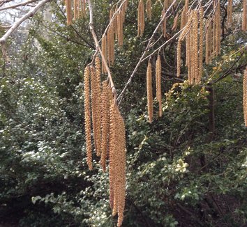 Corylus from multiple nurseries on Plant Lust