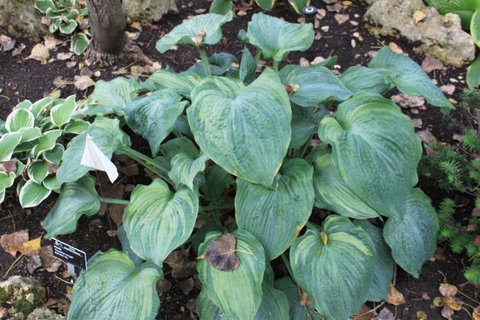 Hosta 'Guardian Angel' | | plant lust