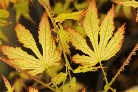 Acer palmatum 'White Peaches' | White Peaches Japanese Maple | plant lust
