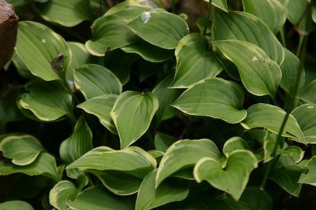 Hosta 'Kinbotan' | Hosta venusta 'Kin Botan' | plant lust