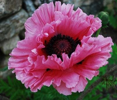 Papaver orientale 'Ruffled Patty' | plant lust