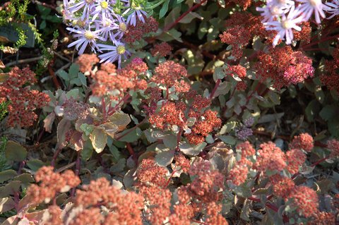 Sedum 'Sunset Cloud' | Sedum tatarinowii 'Sunset Cloud' | Sedum ...