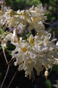 High Tide Deciduous Azalea | Rhododendron x 'High Tide' | plant lust