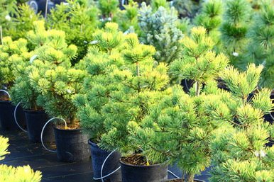 Pinus sylvestris 'Aurea' | Golden Scotch Pine | Golden Scots Pine ...