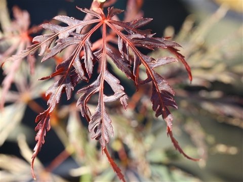 Acer palmatum 'Firecracker' | Firecracker Japanese Maple | plant lust