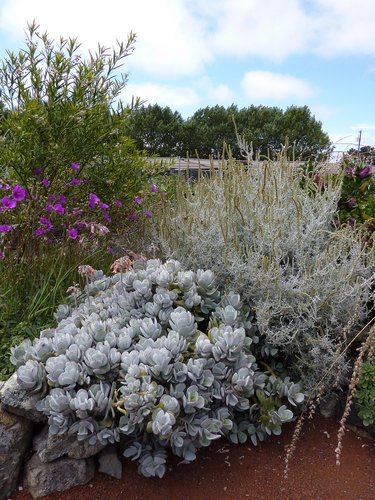 Stoebe plumosa | Slangbos | plant lust