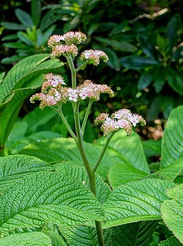 Rodgersia aesculifolia var. henricii | Rodgersia henrici | Henrici ...