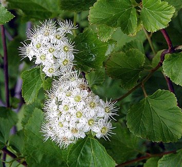 Physocarpus from multiple nurseries on Plant Lust