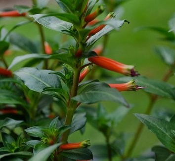 Cuphea from multiple nurseries on Plant Lust